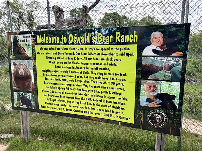 Educational signage reveals fascinating bear facts&mdash;like how they can run faster than you, climb better than you, and swim longer than you.