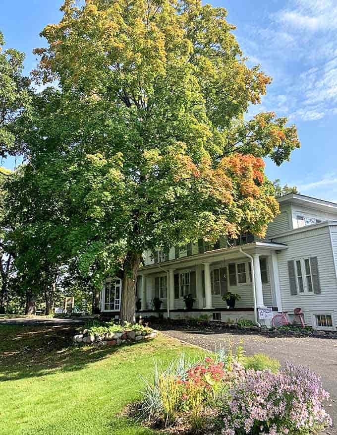 Autumn magic surrounds The Mad Hatter, where magnificent trees create a natural canopy of gold and amber over this charming tea house.