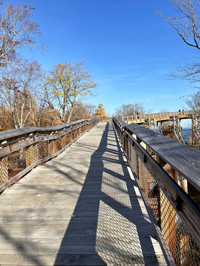 Morning light dances across the boardwalk, creating a geometric symphony of shadows that changes with every step.