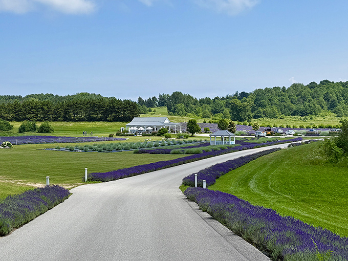 The road to tranquility: Lavender-lined pathways lead to a white farmhouse oasis, promising calm in an increasingly chaotic world.