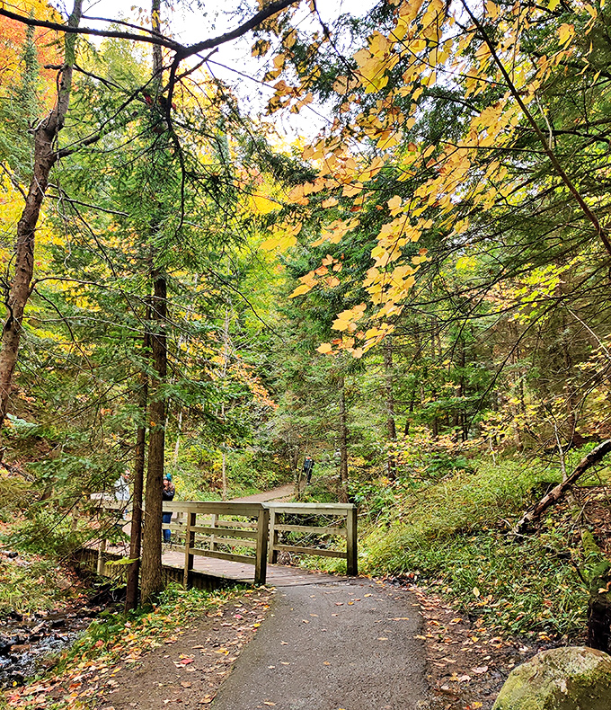 Sunlight filters through the forest canopy, illuminating the trail with dappled light that dances with each gentle breeze.