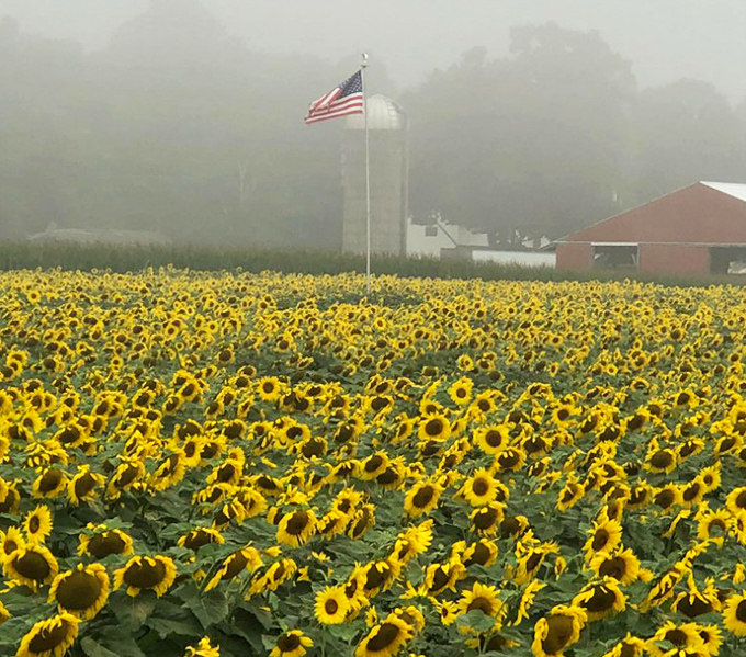Morning fog creates a dreamy atmosphere as sunflowers stand at attention beneath the American flag&mdash;pure Michigan magic.