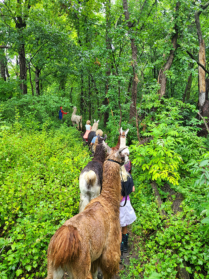 Follow the fuzzy leader! Llama treks through wooded paths offer a unique perspective on nature and a chance to bond with these soulful creatures.