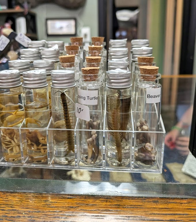 Tiny preserved specimens in glass vials &ndash; nature's smallest wonders cataloged with scientific precision.