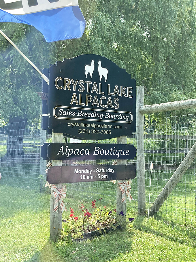 The farm's sign stands as a beacon for alpaca enthusiasts, promising encounters with South America's fluffiest ambassadors.