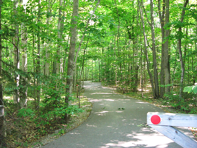 Dappled sunlight plays through the canopy, creating nature's own light show on this serene woodland path to adventure.