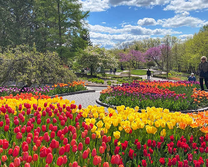 A kaleidoscope of tulips creates nature's most vibrant welcome mat, proving Minnesota knows how to throw a color party when winter finally releases its grip.