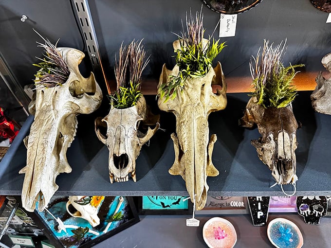 Nature's recycling program at its finest&mdash;animal skulls transformed into planters that bring new life from old.