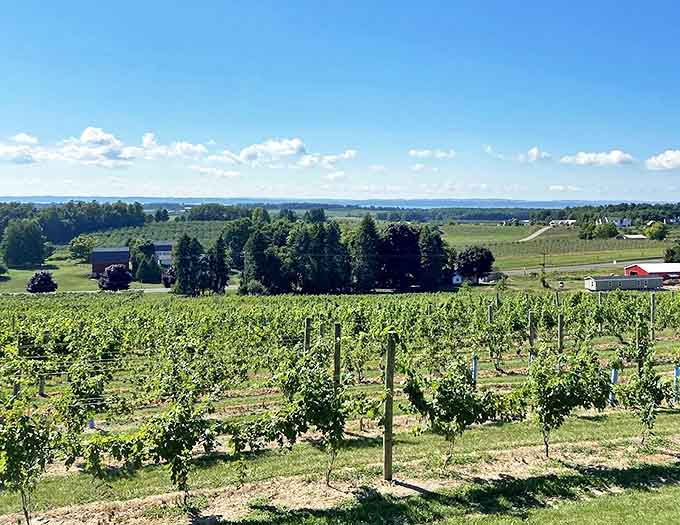 Neat rows of vines stretch toward Grand Traverse Bay, creating a patchwork quilt of green against Michigan's blue waters.
