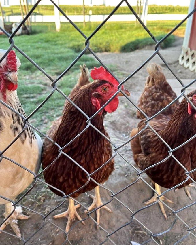 These aren't your average backyard chickens &ndash; they're the feathered celebrities of MOO-ville, clucking away like they own the place.