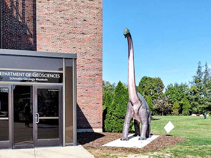 This towering Brachiosaurus stands sentinel outside the Department of Geosciences, stretching its long neck skyward as if reaching for treetop snacks.