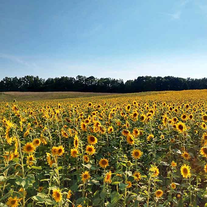 Nature's perfect symmetry on display&mdash;thousands of sunflowers standing at attention under Michigan's vast blue summer sky.