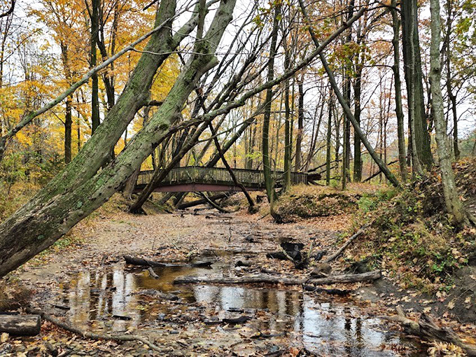Forest Footbridge: Nature's own covered walkway, where autumn leaves create a golden canopy over this charming woodland crossing.