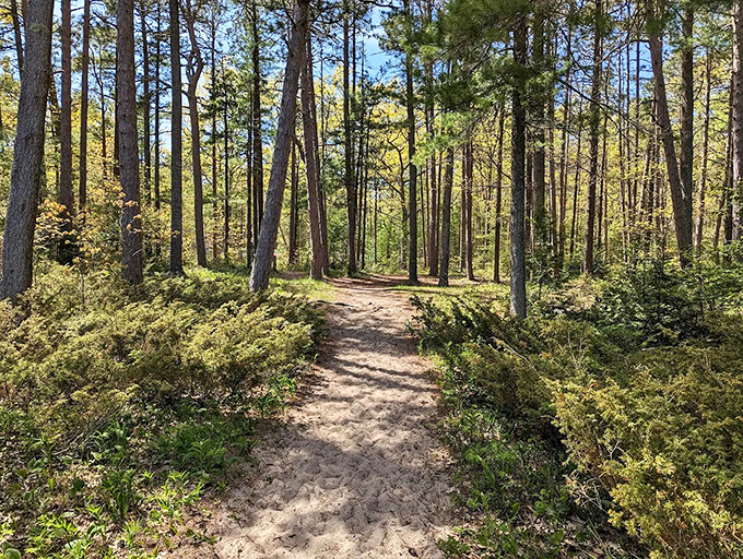 Sunlight filters through towering pines, creating a dappled pathway that feels both welcoming and slightly mysterious.
