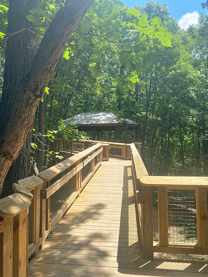 Sunlight dapples through the leaves onto this wooden boardwalk, creating nature's most exclusive VIP section.