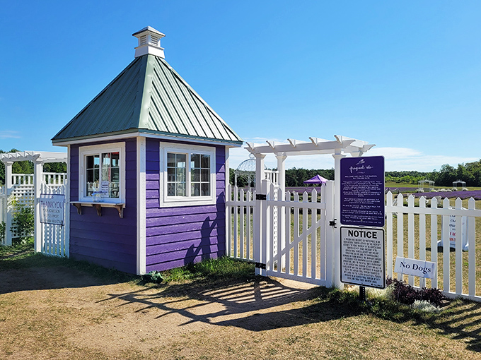 The charming purple welcome booth stands guard at the entrance, a colorful sentinel promising fragrant adventures ahead.