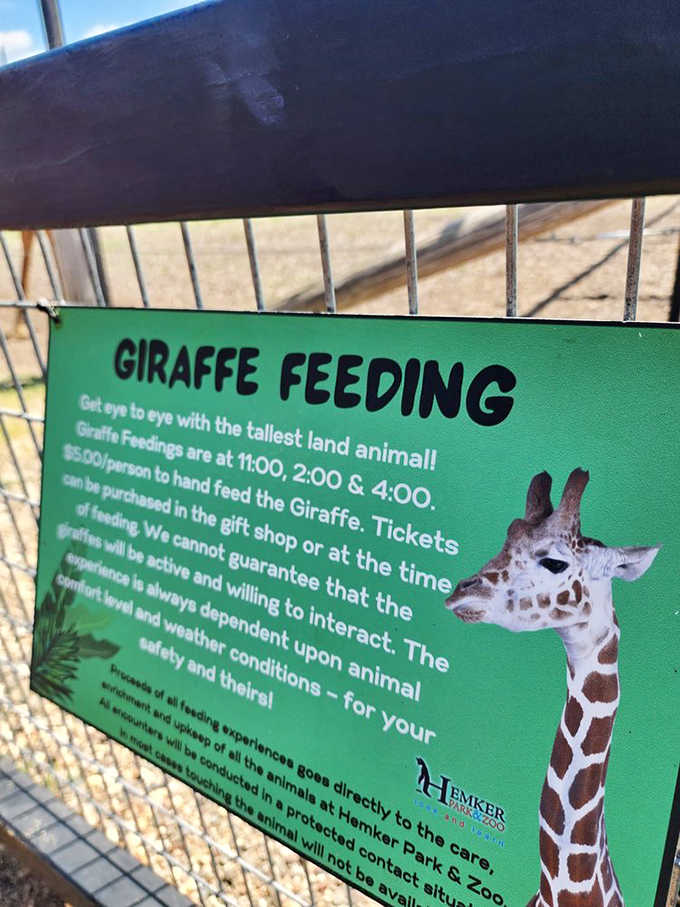 "Get eye to eye with the tallest land animal!" The sign promises what might be your most memorable wildlife encounter yet.