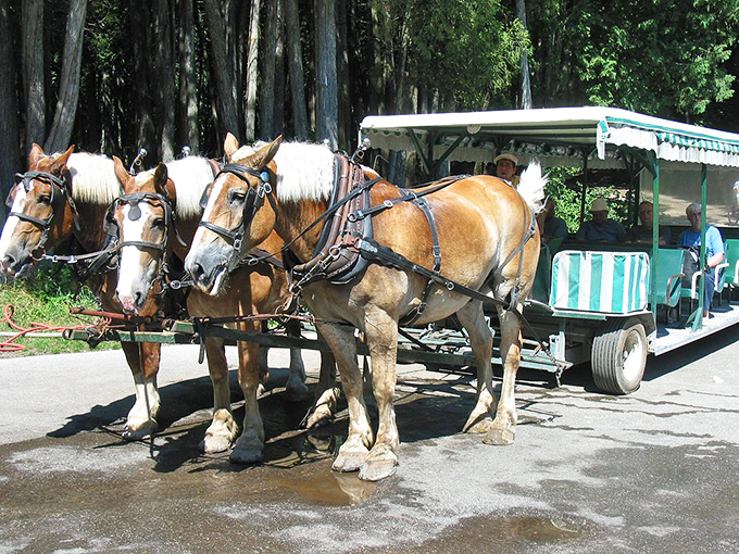 Three sturdy workhorses stand ready for their next journey, their powerful shoulders and patient eyes testifying to generations of island service.