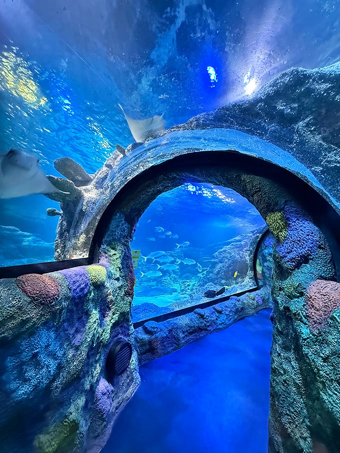 Looking up through crystal-clear acrylic as graceful rays and colorful fish create nature's most mesmerizing ceiling.