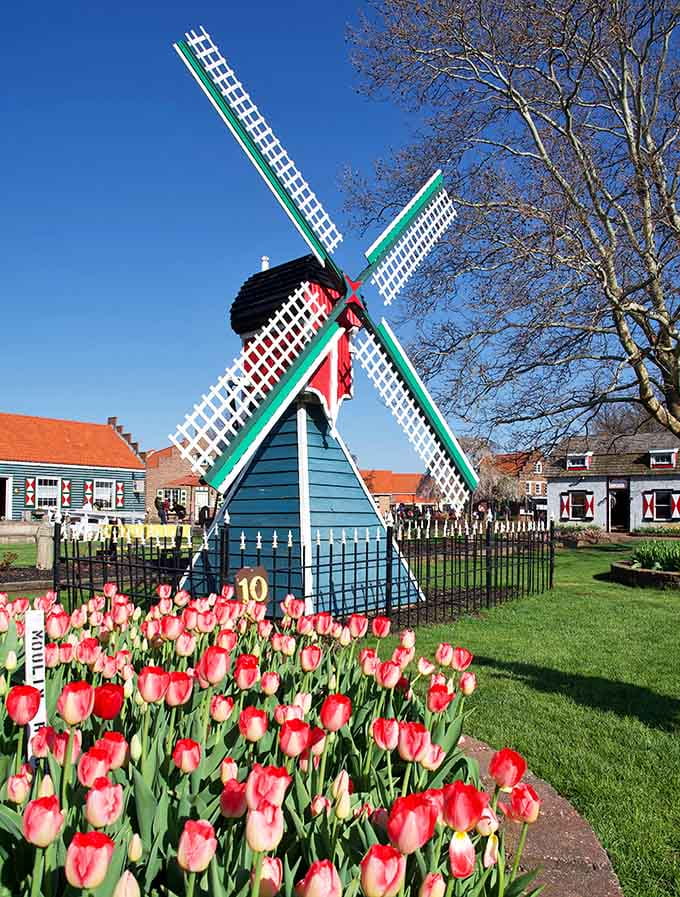 Those windmill blades have been spinning dreams into reality while tulips put on a show that would make Amsterdam jealous.