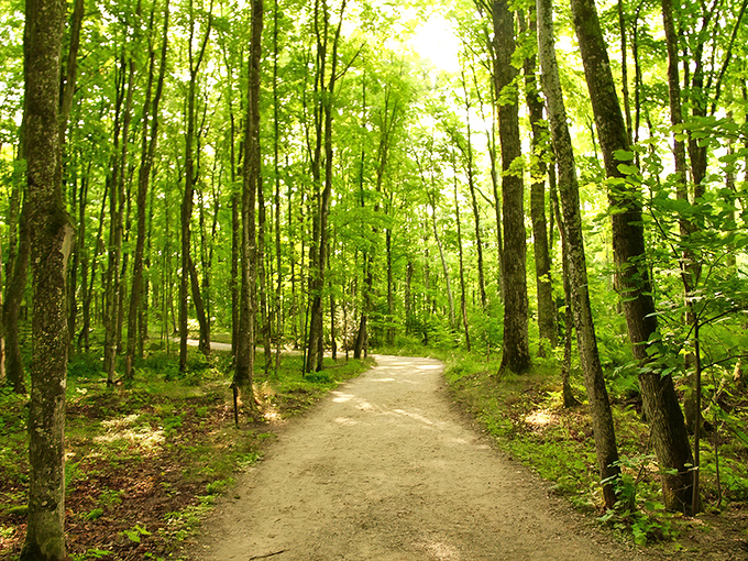 A forest path that looks like it was designed specifically for peaceful contemplation and the occasional deep breath of fresh air.