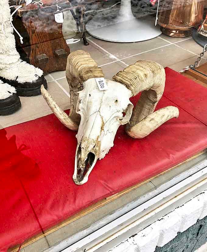 This impressive ram skull commands attention with its massive curled horns &ndash; nature's sculpture preserved for admirers of the macabre.