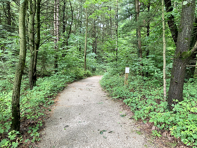 Nature's welcome mat &ndash; a serene forest path leading adventurers toward hidden shoreline treasures.