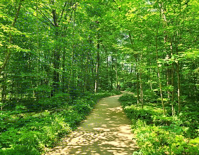 Sunlight dapples through maple canopies, creating nature's own stained-glass effect on this enchanted forest path.