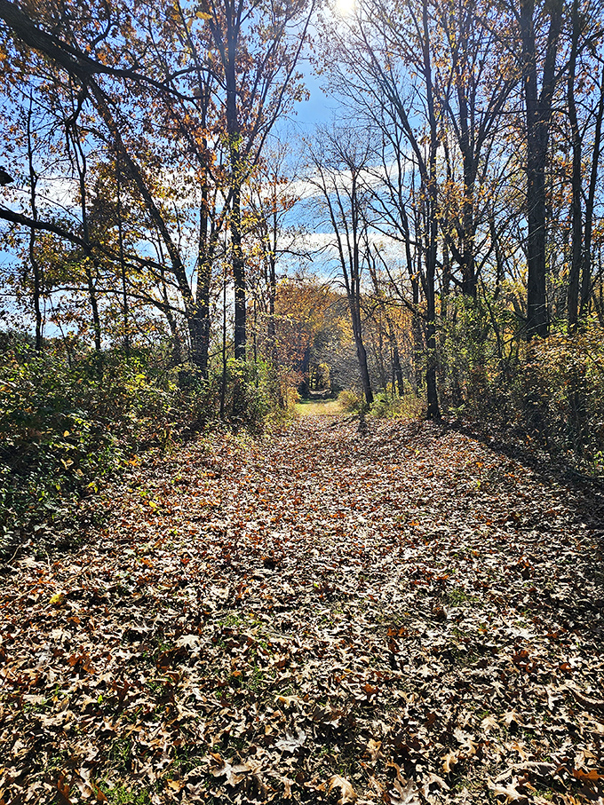 Autumn paints the trail beyond the gate with golden hues, nature's way of dressing up even the spookiest paths.