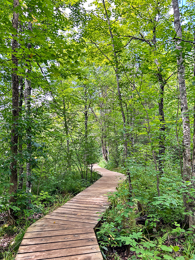 Sunlight dapples through maple canopy onto this winding boardwalk &ndash; nature's version of a yellow brick road.