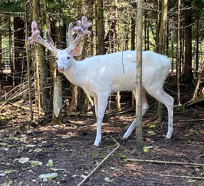 Nature's rare masterpiece: an albino deer stands regally in its woodland home, a living ghost among the trees.
