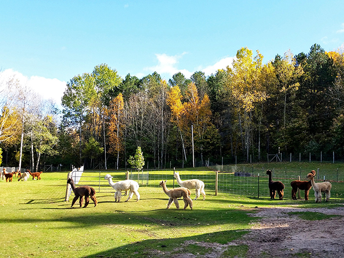 Alpacas roam their verdant pasture like fluffy clouds on legs, creating a pastoral scene that instantly lowers your blood pressure.