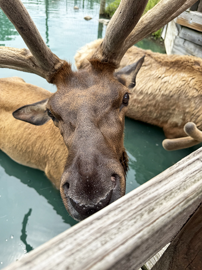 This majestic elk seems to be posing for a close-up, its soulful eyes and velvety nose just inches away from the camera lens.