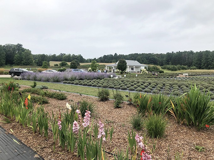 Fields of dreams: Where Michigan farmland meets French countryside, creating a purple-hued landscape that defies state stereotypes.