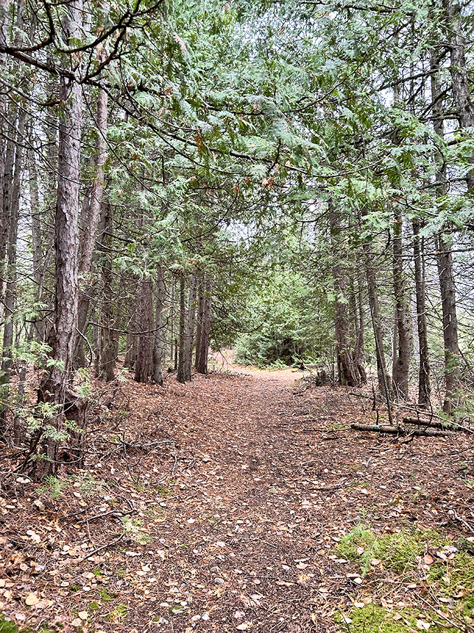Wandering through nature's cathedral: Sunlight filters through ancient trees, creating a dappled pathway that beckons explorers deeper into the forest.