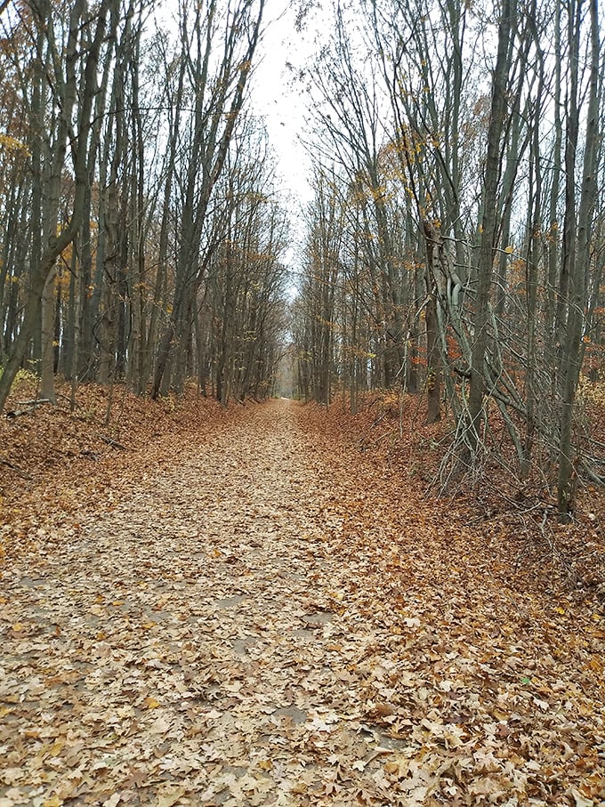 Winter's quiet magic transforms the forest trail into a hushed corridor where footsteps crunch like whispered secrets.