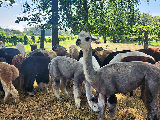 The alpaca welcoming committee assembles! This colorful herd showcases nature's palette from chocolate brown to pristine white, each with its own distinctive style.