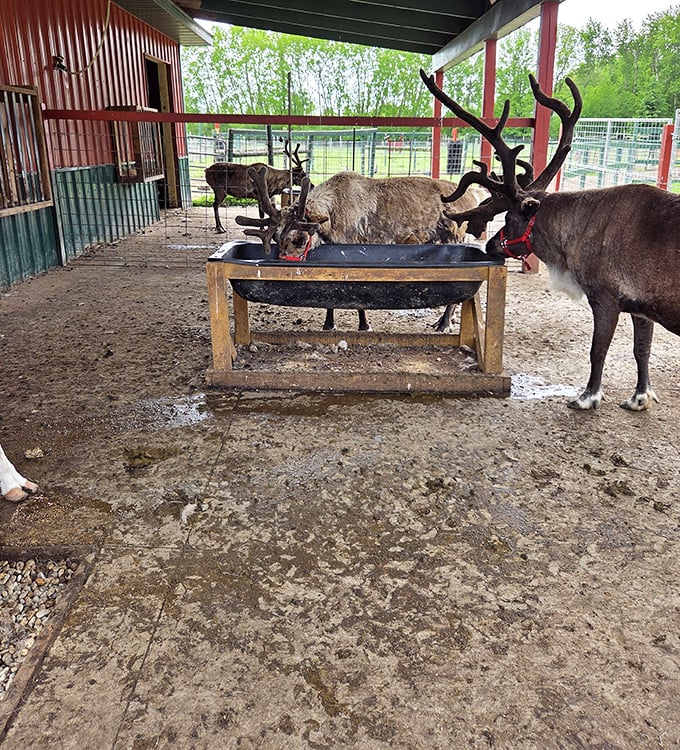 Mealtime at the reindeer enclosure &ndash; where these magnificent creatures gather with their impressive antlers on full display, waiting for their favorite treats.