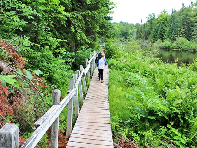 Wooden boardwalks invite exploration through lush wetlands, where every step brings new discoveries and the forest seems to whisper ancient secrets.