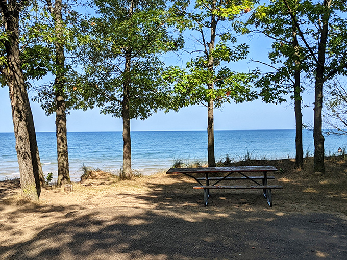 Nature's perfect viewing platform: a shady spot under towering trees with a picnic table positioned for maximum lake-gazing pleasure.