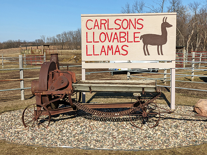 Simple yet effective – this handcrafted sign has welcomed thousands of visitors to their first llama experience in Minnesota's countryside.