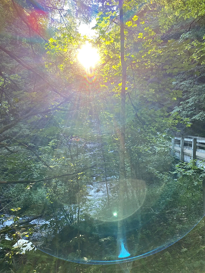 Sunlight filters through the forest canopy, creating nature's own light show that no expensive theater production could ever match.