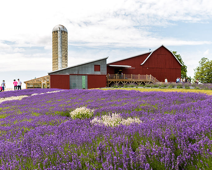The farm's stunning landscape combines rustic charm with floral elegance &ndash; like a supermodel who can also fix your tractor.