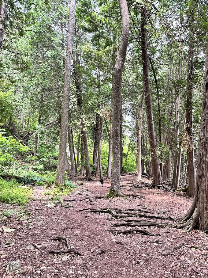 Ancient trees stand sentinel along the trail, their exposed roots telling stories of centuries weathering Wisconsin's seasons.