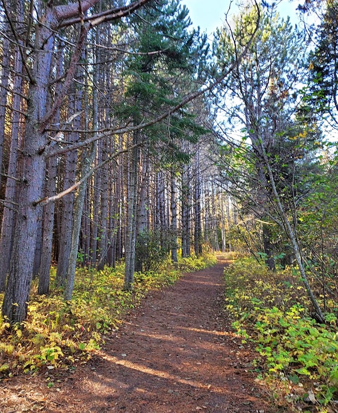 Forest portal: The quarter-mile trail through spruce and cedar creates dramatic suspense before revealing the beach's pink surprise.