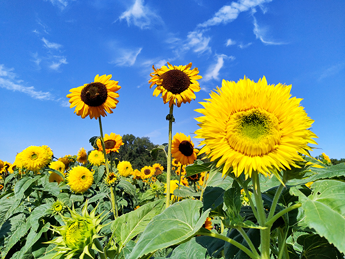 Nature's perfect geometry on display &ndash; this sunflower's spiral pattern follows the Fibonacci sequence, mathematics disguised as pure beauty.