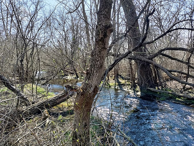 Sunlight plays hide-and-seek through the trees, creating a dappled pathway that feels like walking through nature's stained glass.