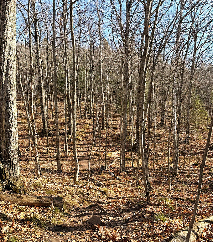 Dappled sunlight plays hide-and-seek through the canopy, creating a woodland cathedral where every step feels sacred.