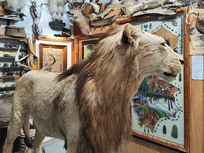 This majestic African lion seems oddly at home in northern Michigan, his permanent roar a testament to taxidermy artistry.