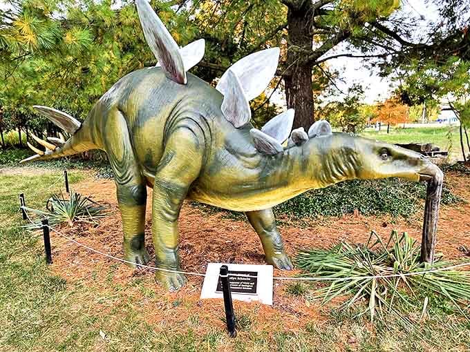 The Stegosaurus, with its distinctive plates and spikes, brings the Jurassic period to life with remarkable anatomical accuracy.